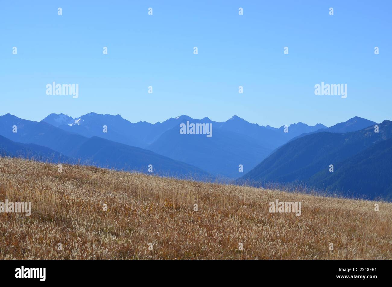 Golden alpine meadow rolling hi-res stock photography and images - Alamy