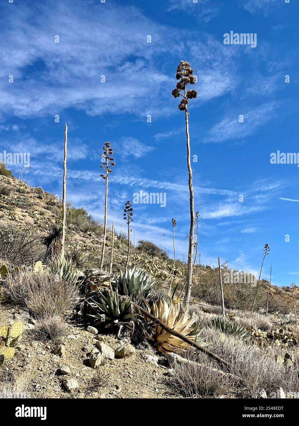 desert agave (Agave deserti Stock Photo - Alamy