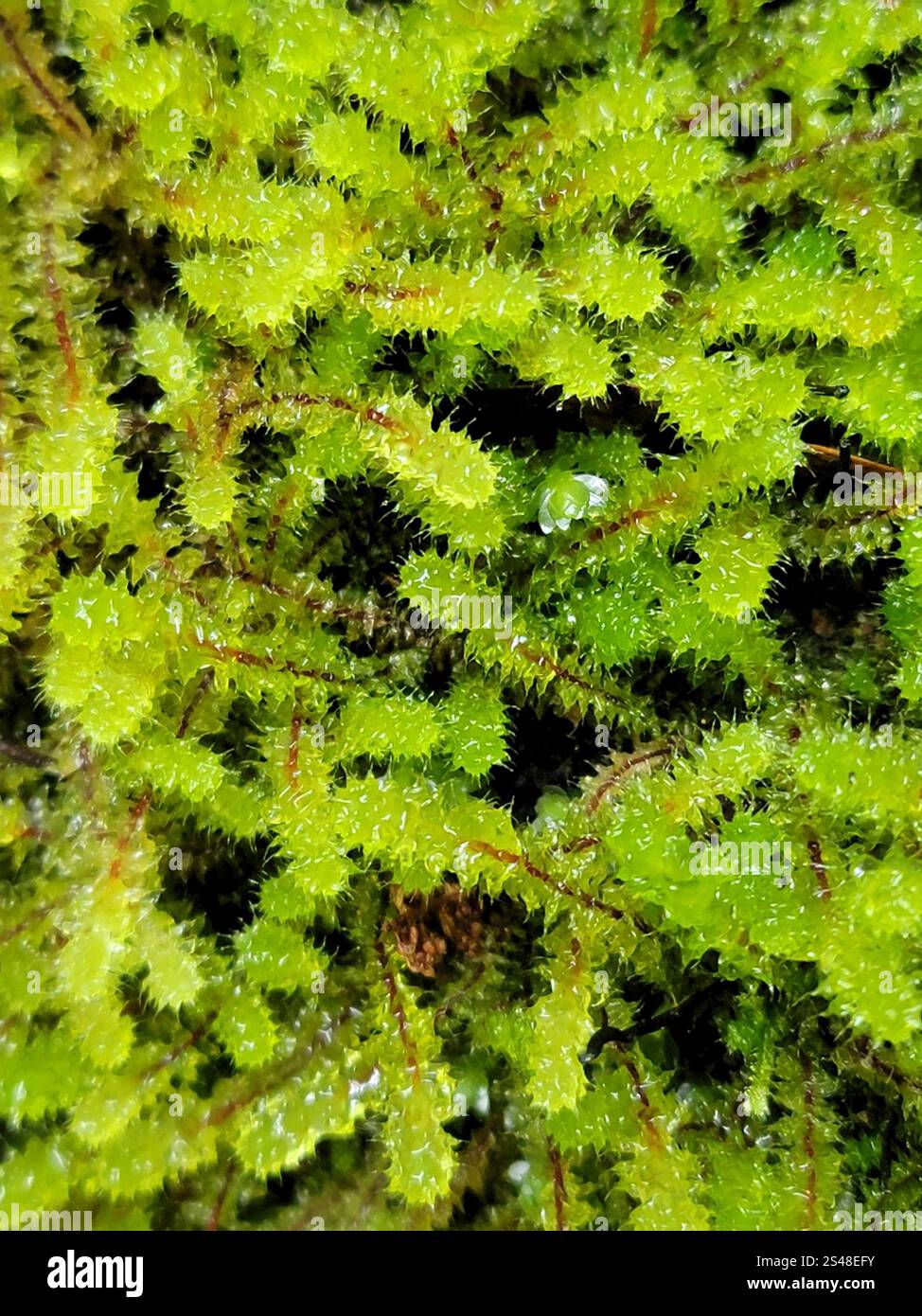 pipe-cleaner moss (Ptychomnion aciculare Stock Photo - Alamy