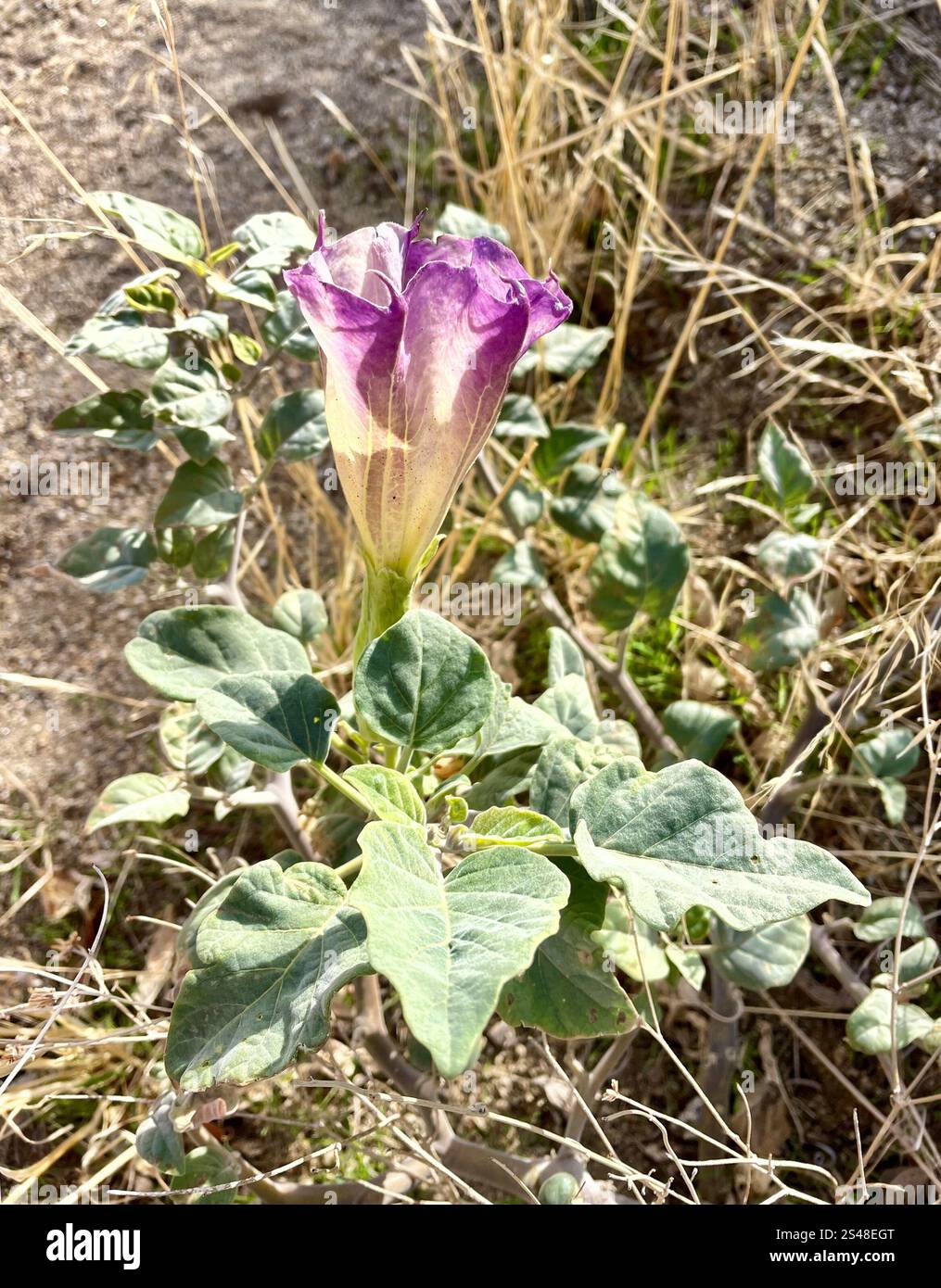 Sacred Datura (Datura wrightii Stock Photo - Alamy