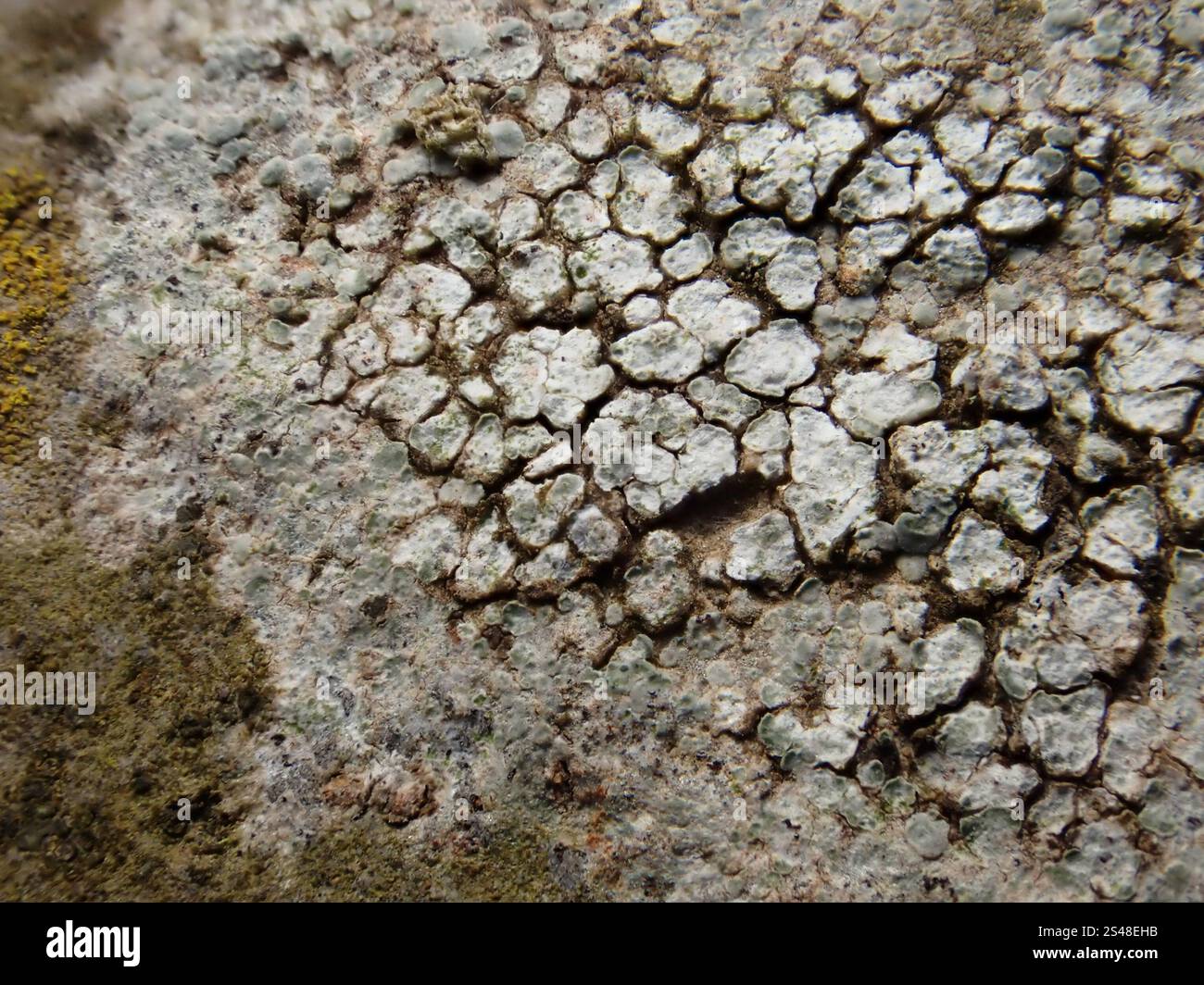 Chiseled Sunken Disk Lichen (Circinaria contorta Stock Photo - Alamy