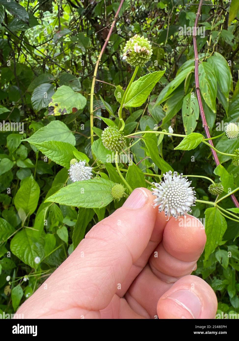 Snow Squarestem (Melanthera nivea Stock Photo - Alamy