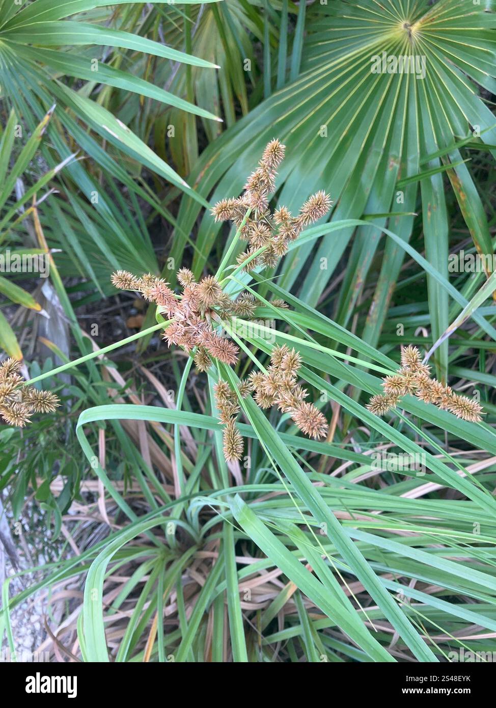 Swamp Flatsedge (Cyperus ligularis Stock Photo - Alamy