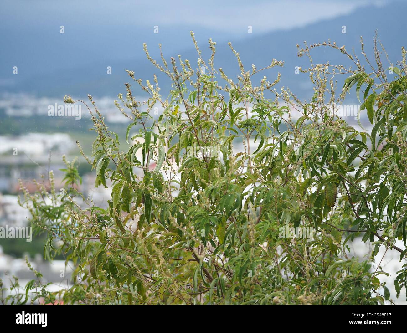 Five-leaved chaste tree (Vitex negundo Stock Photo - Alamy