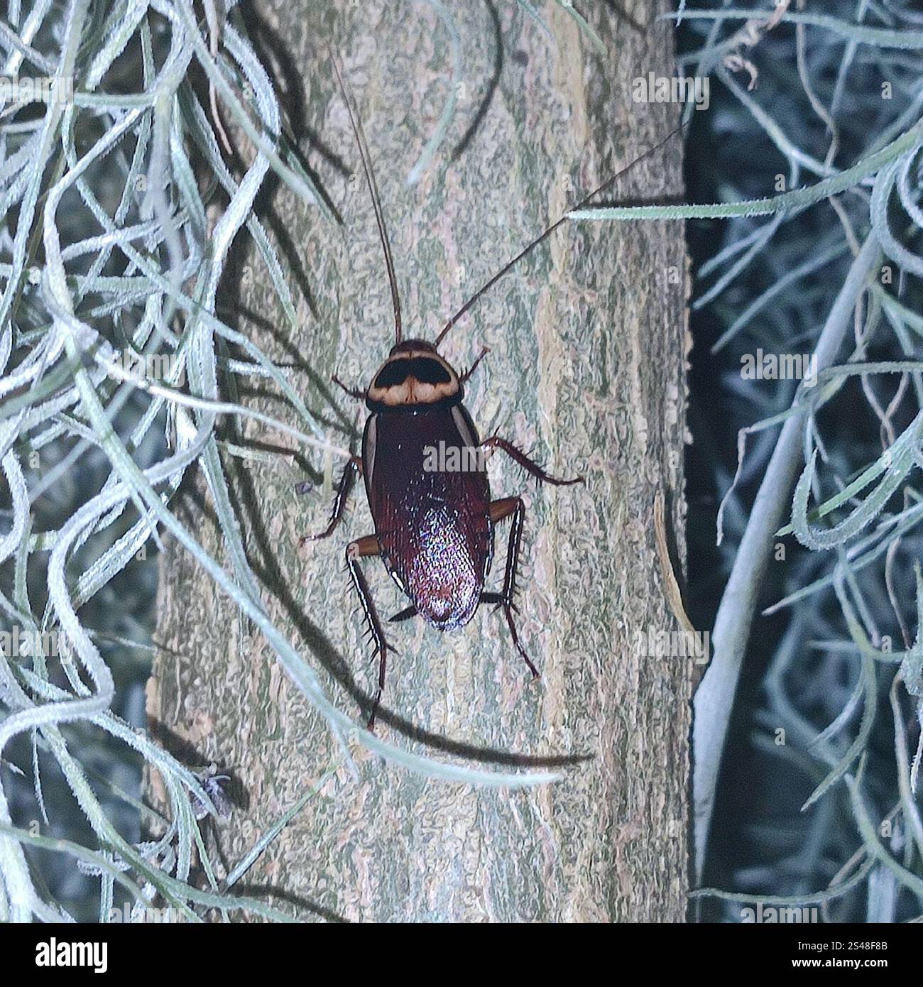 Australian Cockroach (Periplaneta australasiae Stock Photo - Alamy
