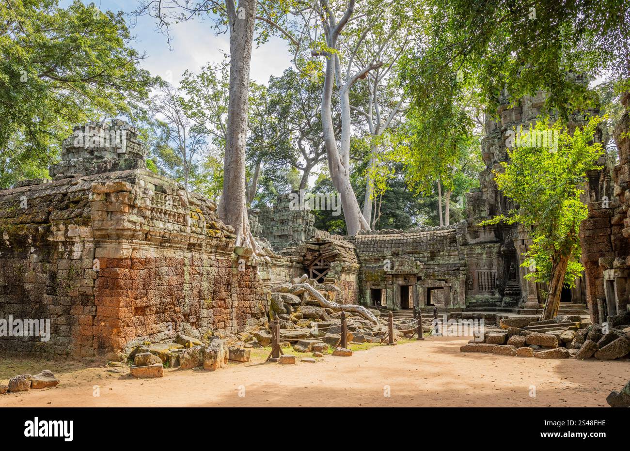 Tetrameles tree roots growing through ruined wall of ancient Ta Prohm ...