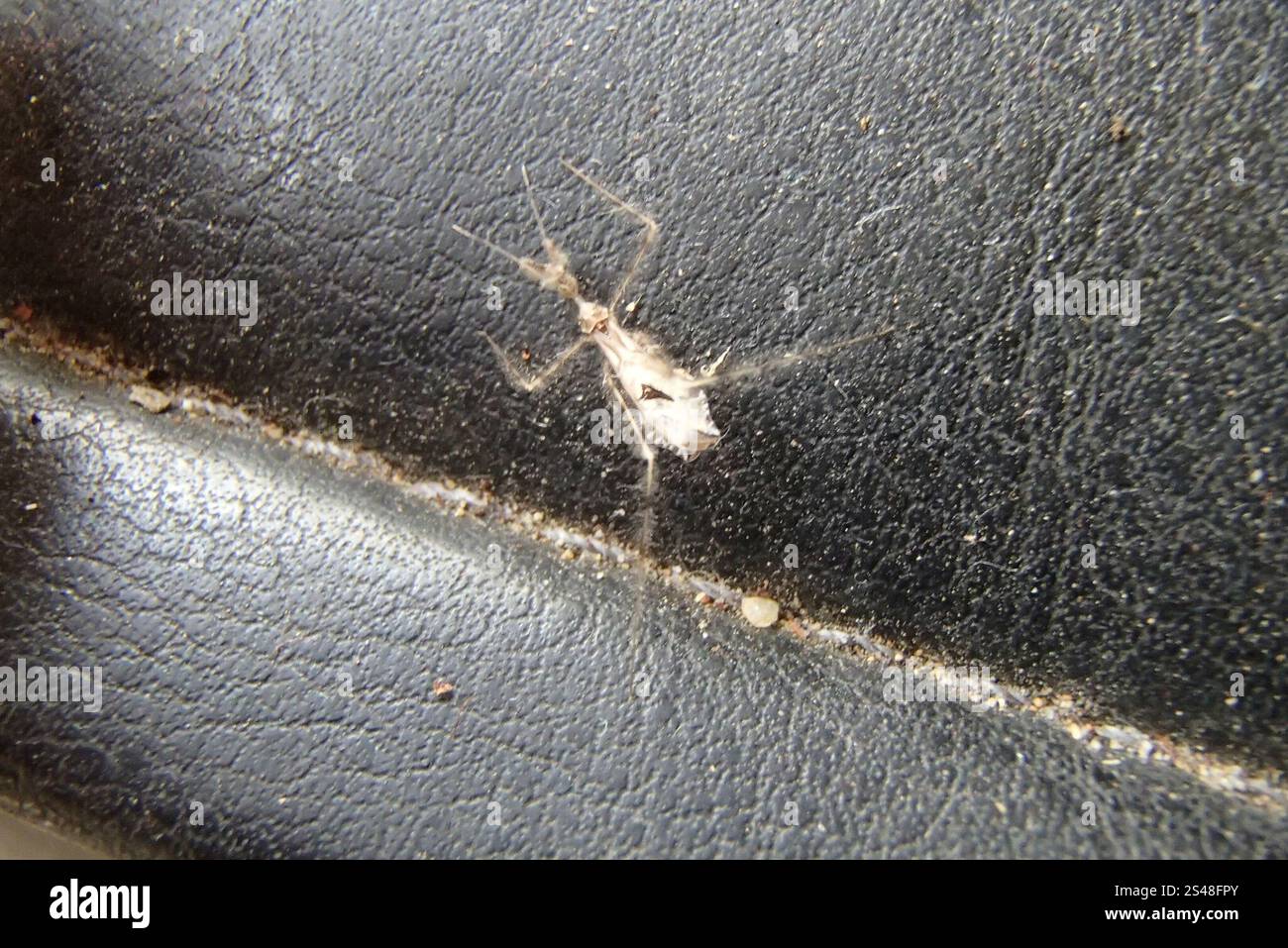 Spider Assassin Bugs (Stenolemus Stock Photo - Alamy