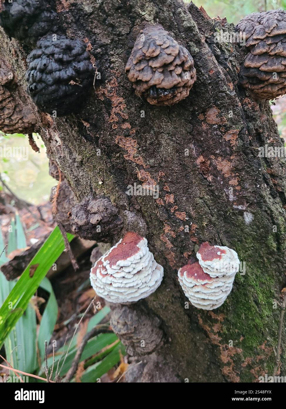 Sweet knot (Fomes graveolens Stock Photo - Alamy