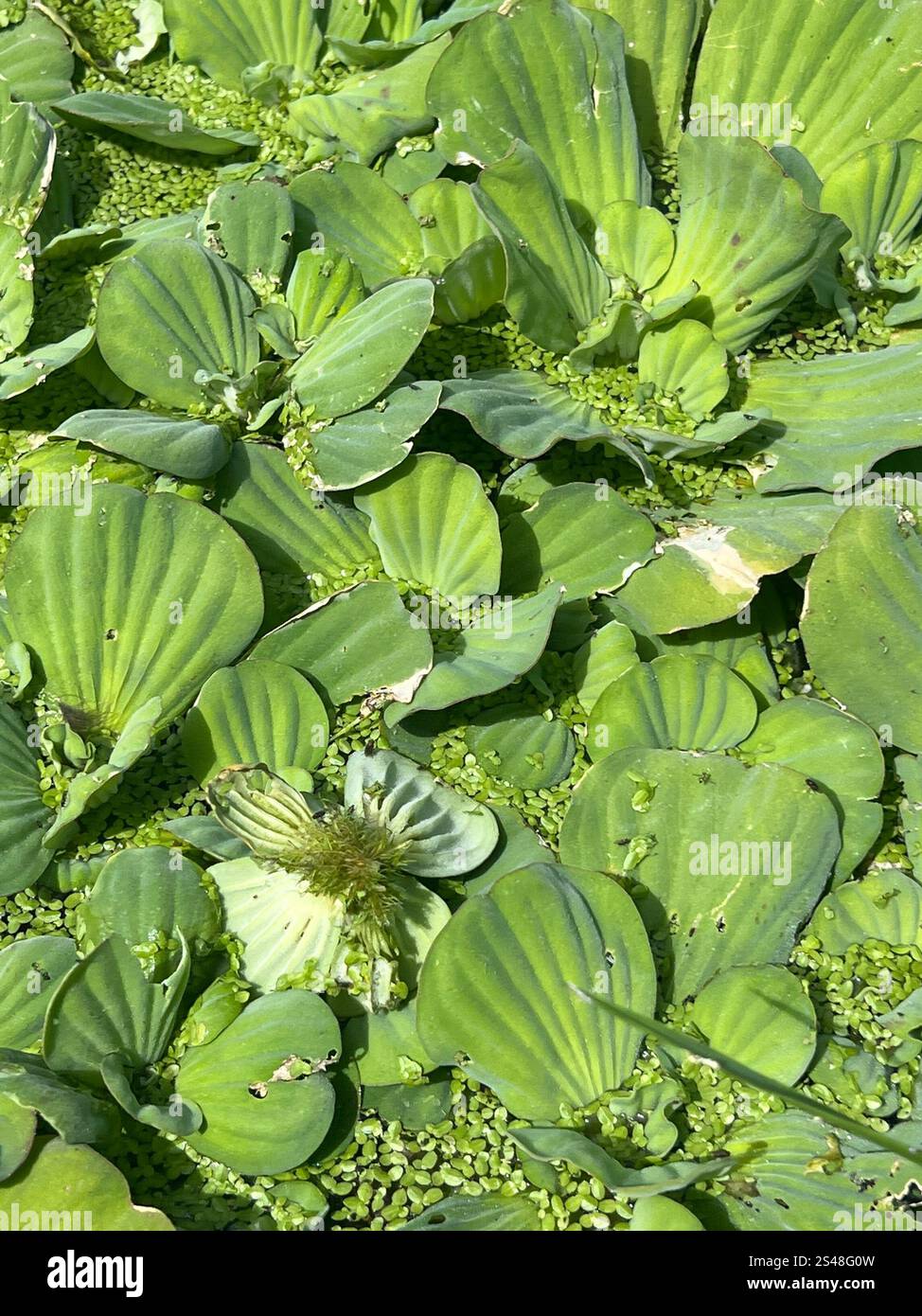 water lettuce (Pistia stratiotes Stock Photo - Alamy