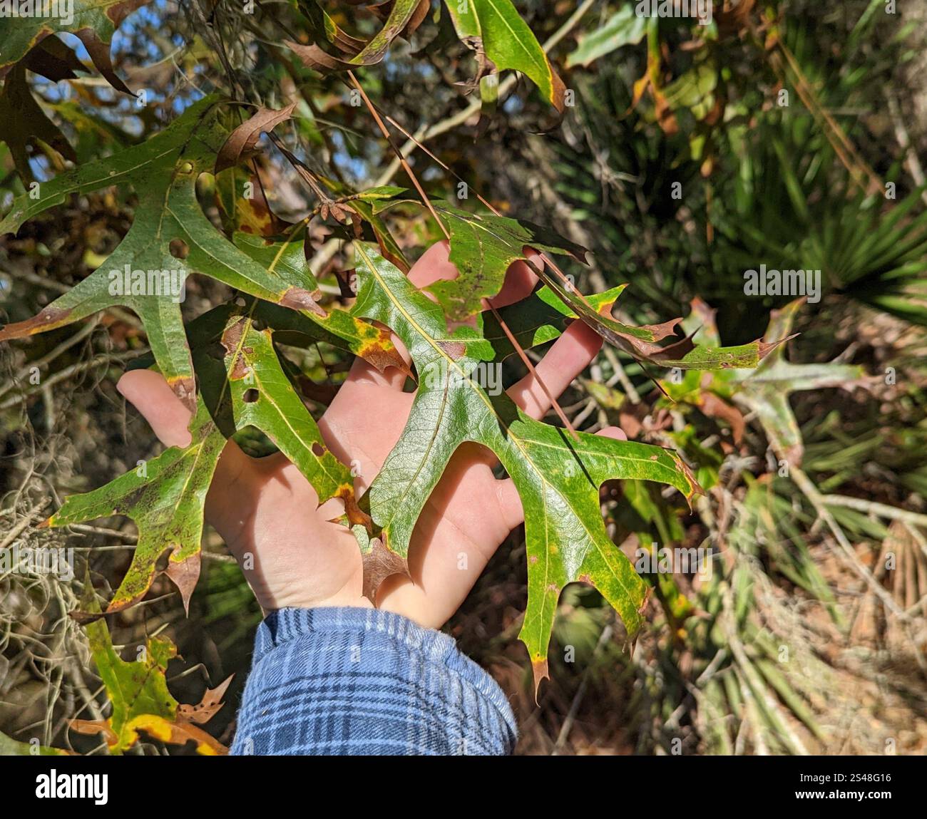 American turkey oak (Quercus laevis Stock Photo - Alamy