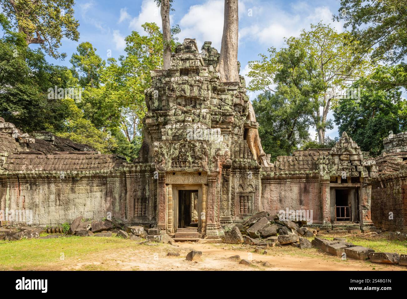 Tetrameles tree roots growing through ruined wall of ancient Ta Prohm ...