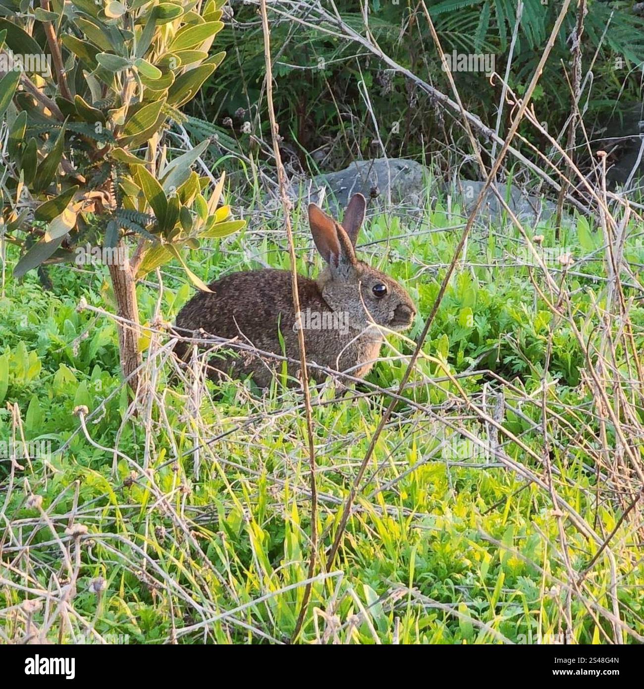 Brush Rabbit (Sylvilagus bachmani Stock Photo - Alamy