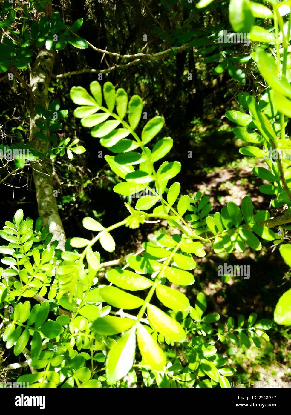 Lime Prickly-ash (Zanthoxylum fagara Stock Photo - Alamy