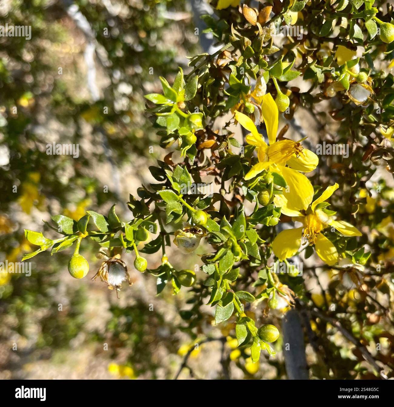 Creosote Bush (Larrea tridentata Stock Photo - Alamy