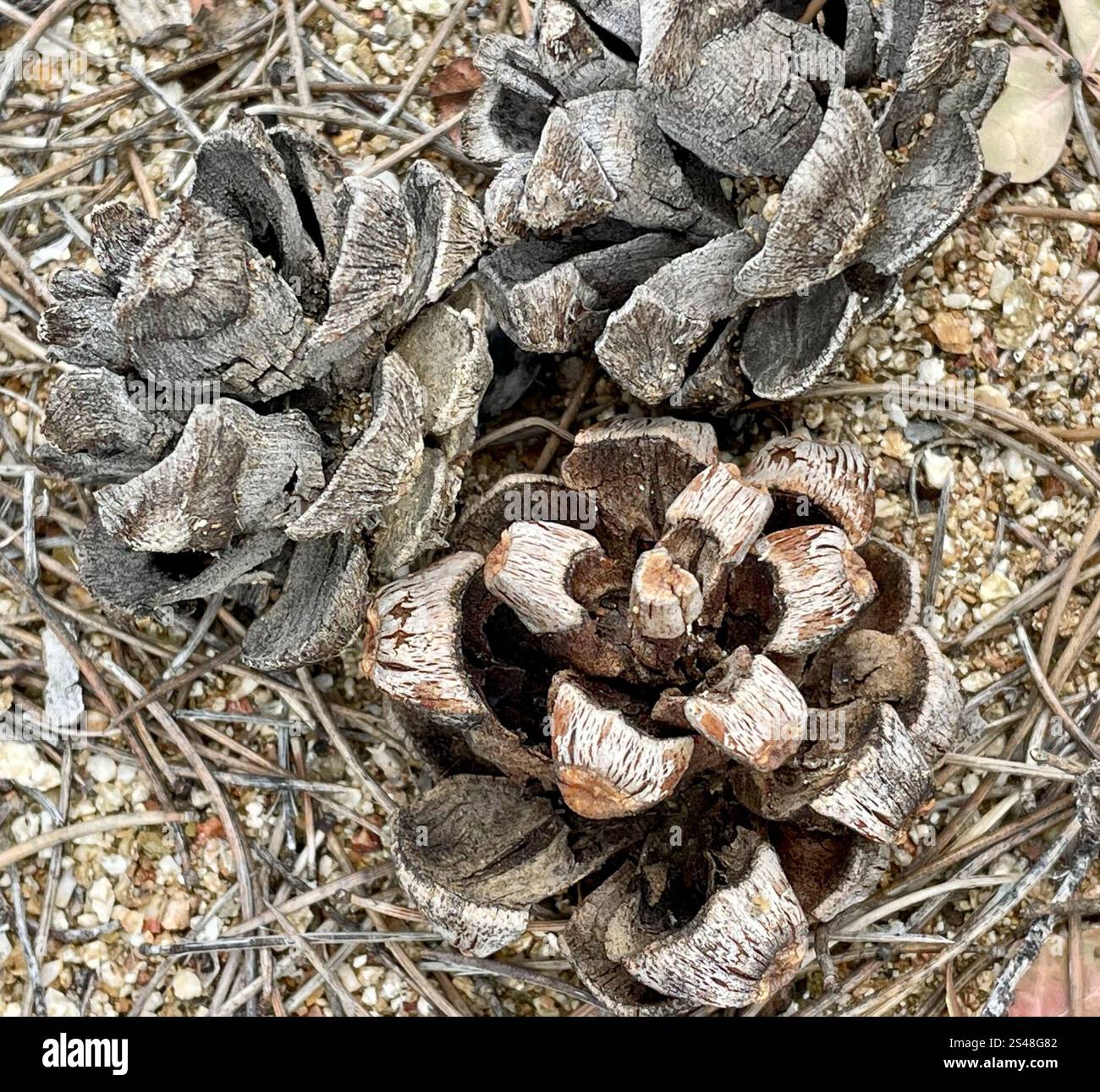 singleleaf pinyon (Pinus monophylla Stock Photo - Alamy