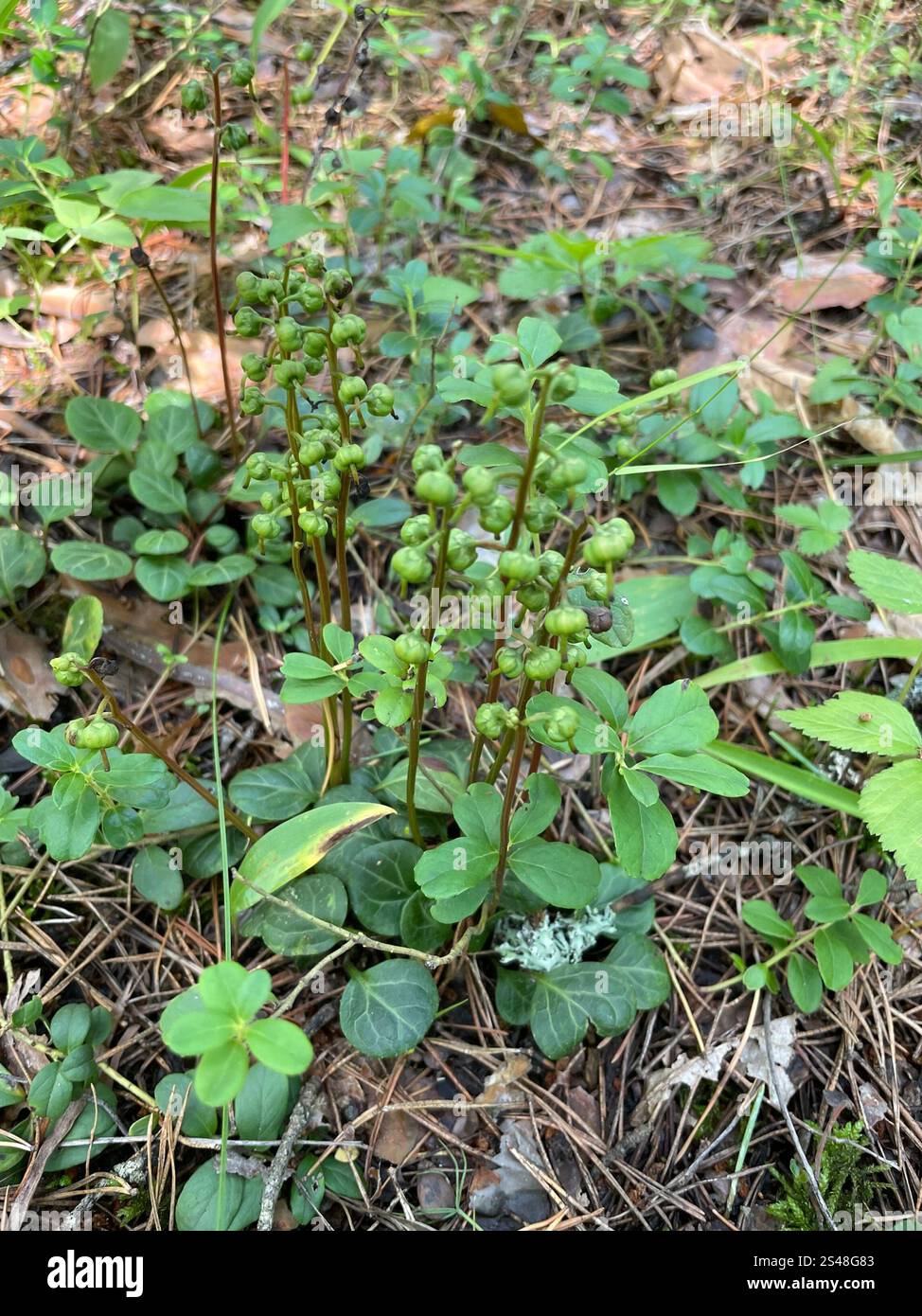 green-flowered wintergreen (Pyrola chlorantha Stock Photo - Alamy