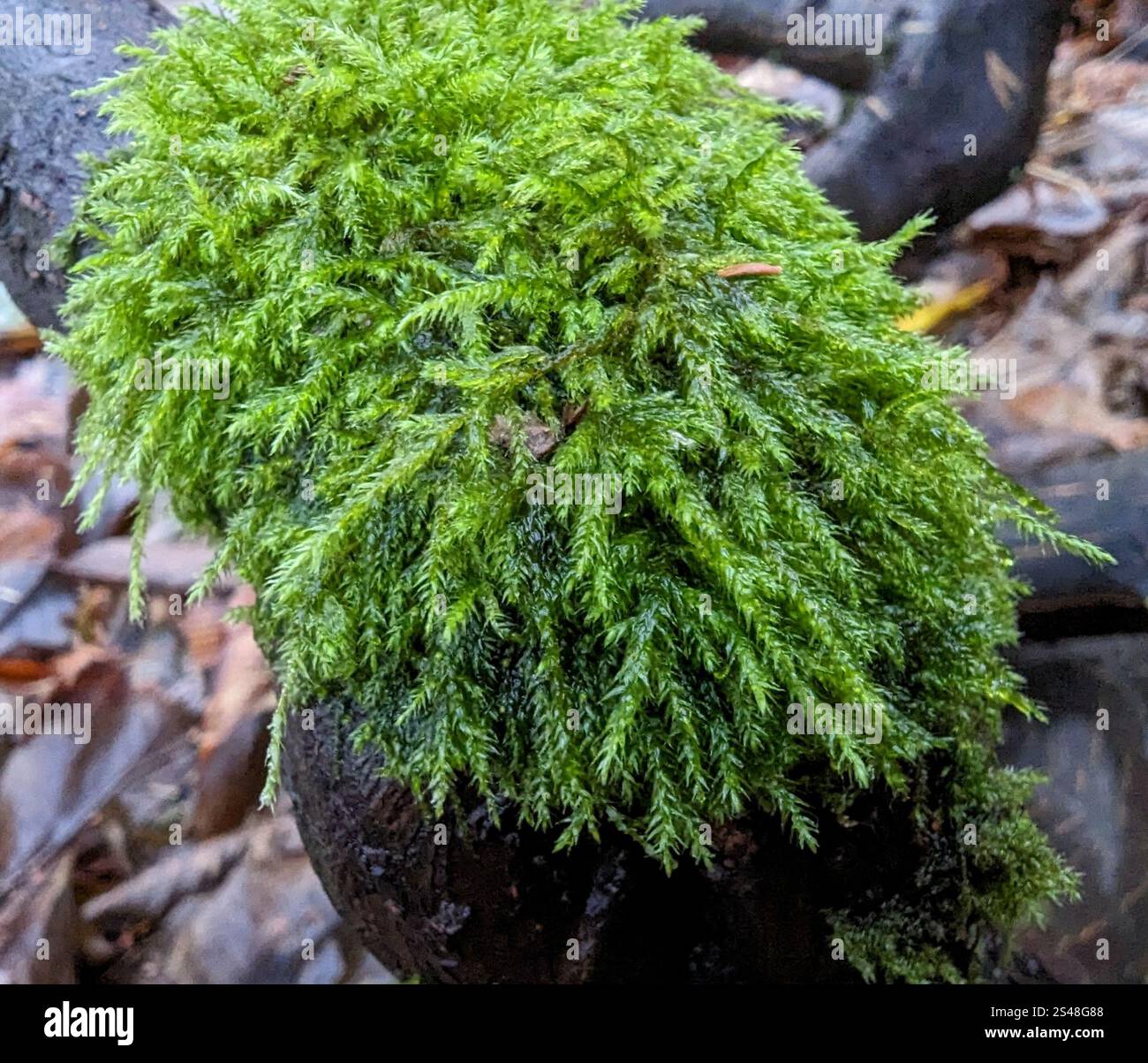 Cat's Tail Moss (Pseudisothecium stoloniferum Stock Photo - Alamy