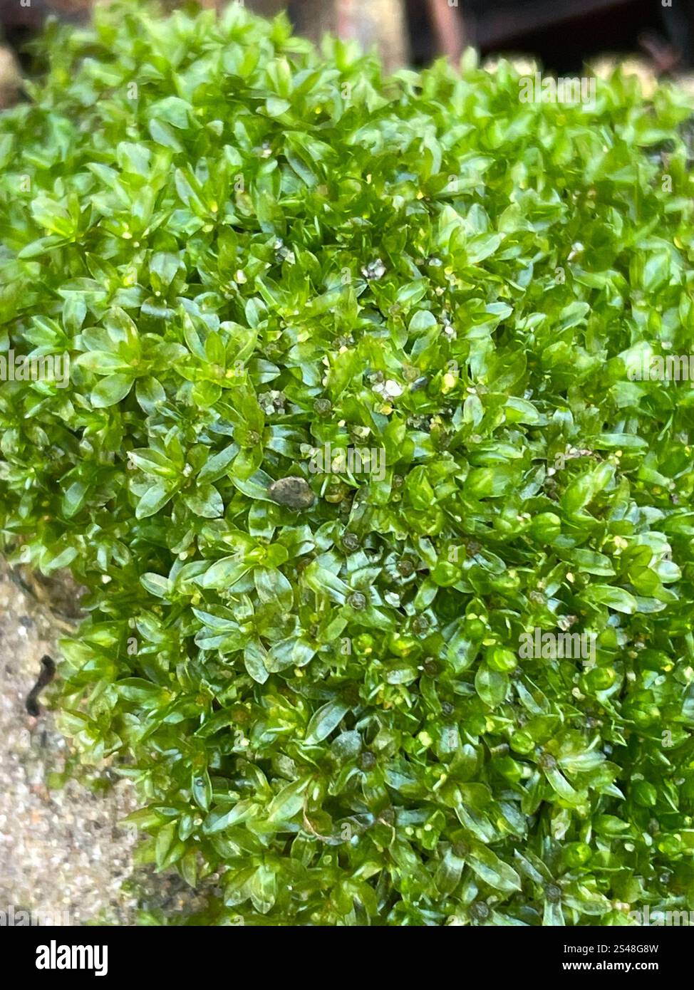 Water Screw-moss (Syntrichia latifolia Stock Photo - Alamy