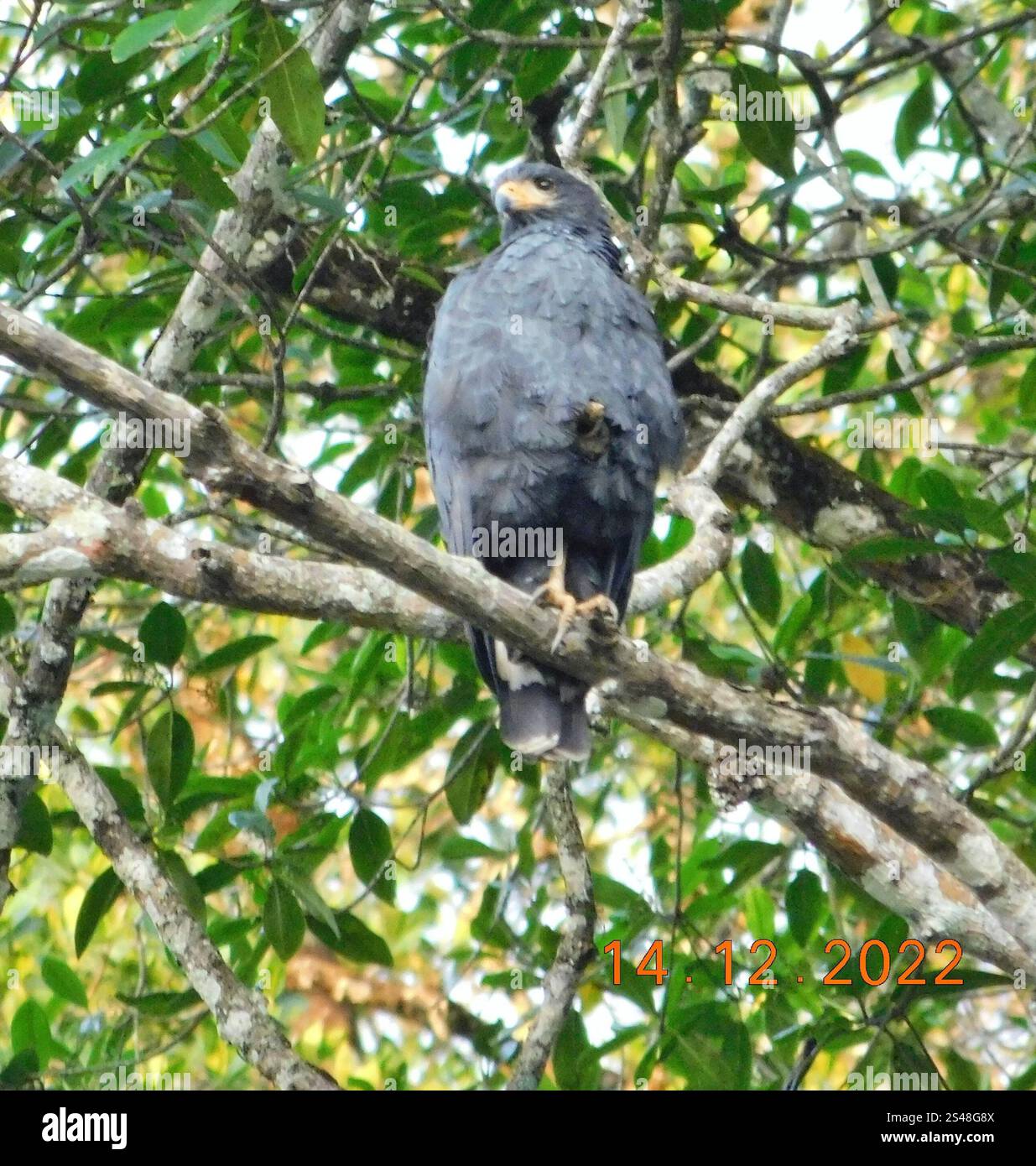 Common Black Hawk (Buteogallus anthracinus Stock Photo - Alamy