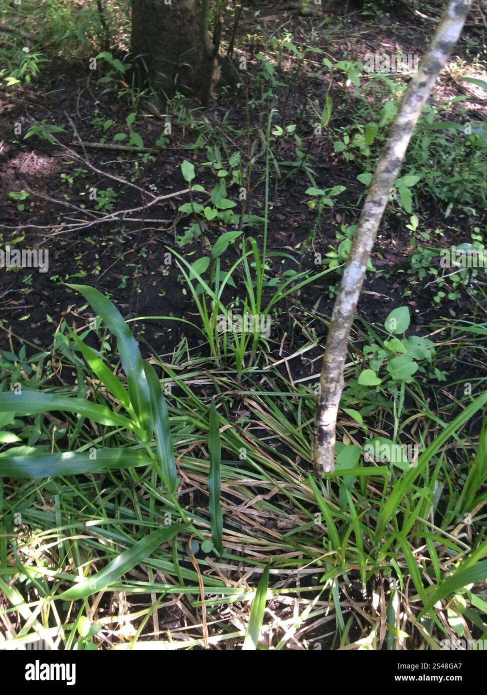 great fox sedge (Carex stipata maxima Stock Photo - Alamy