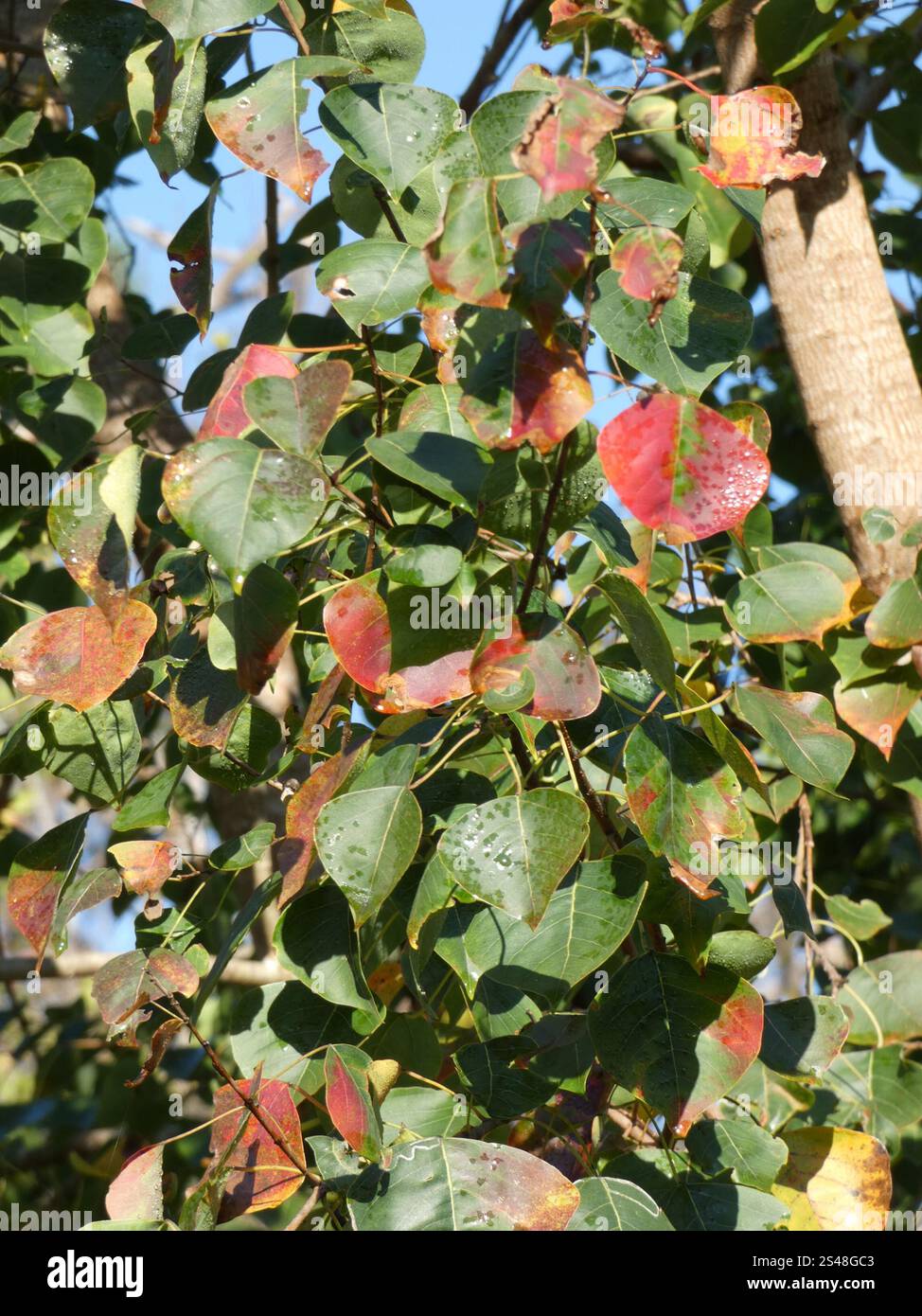 Chinese Tallow (Triadica sebifera Stock Photo - Alamy