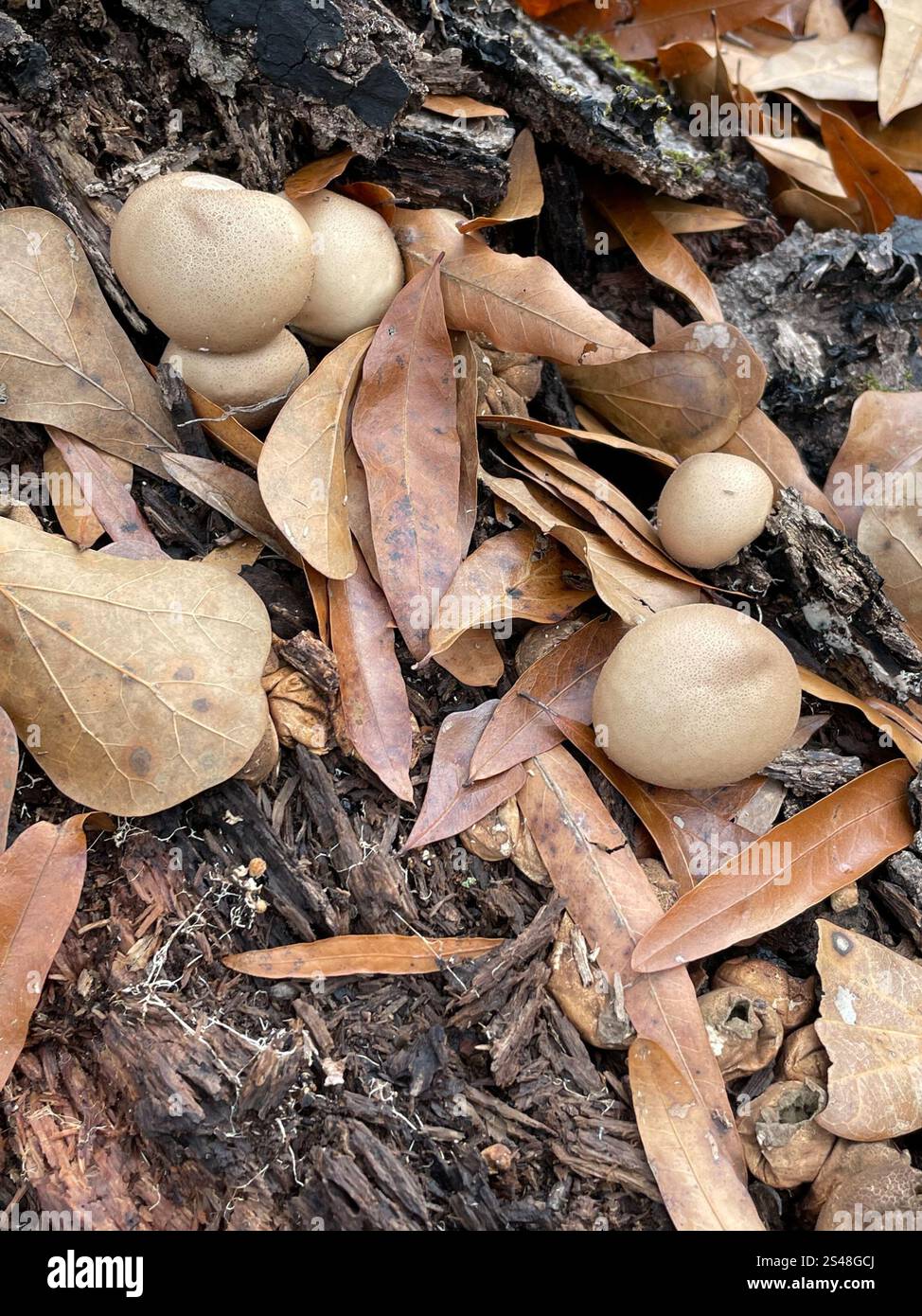 Pear-shaped Puffball (Apioperdon pyriforme Stock Photo - Alamy