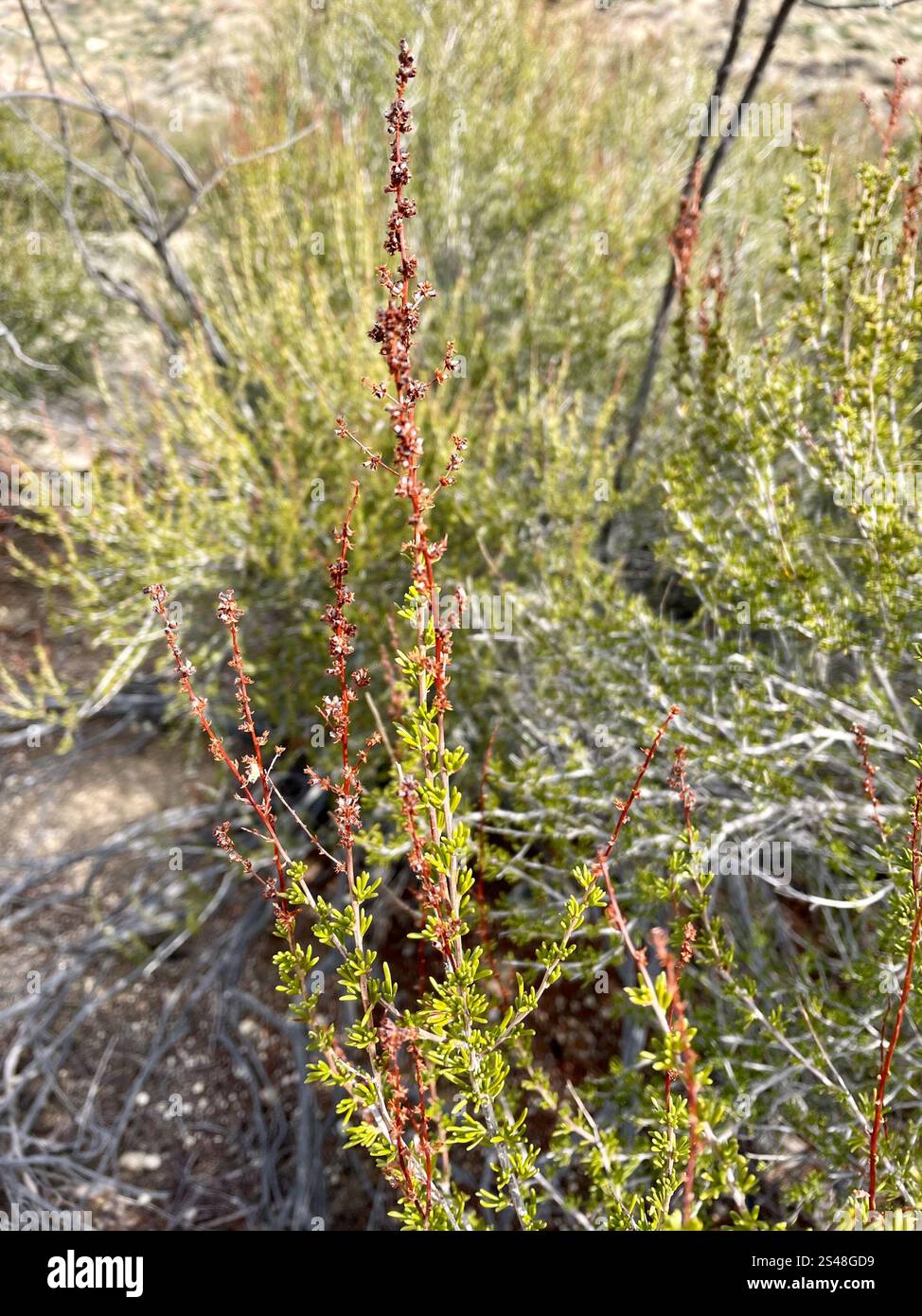 chamise (Adenostoma fasciculatum Stock Photo - Alamy