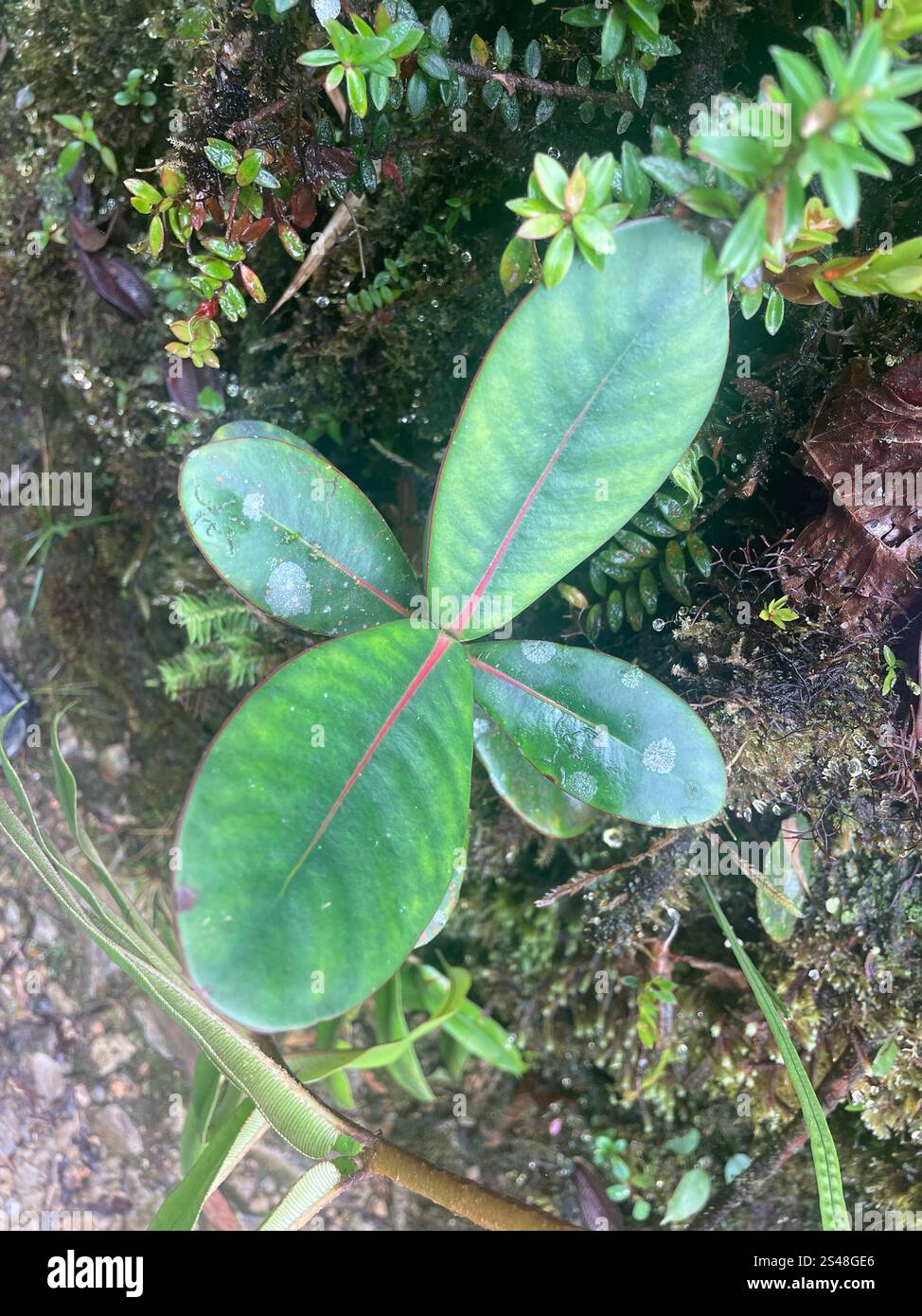 attorney trees (Clusia Stock Photo - Alamy