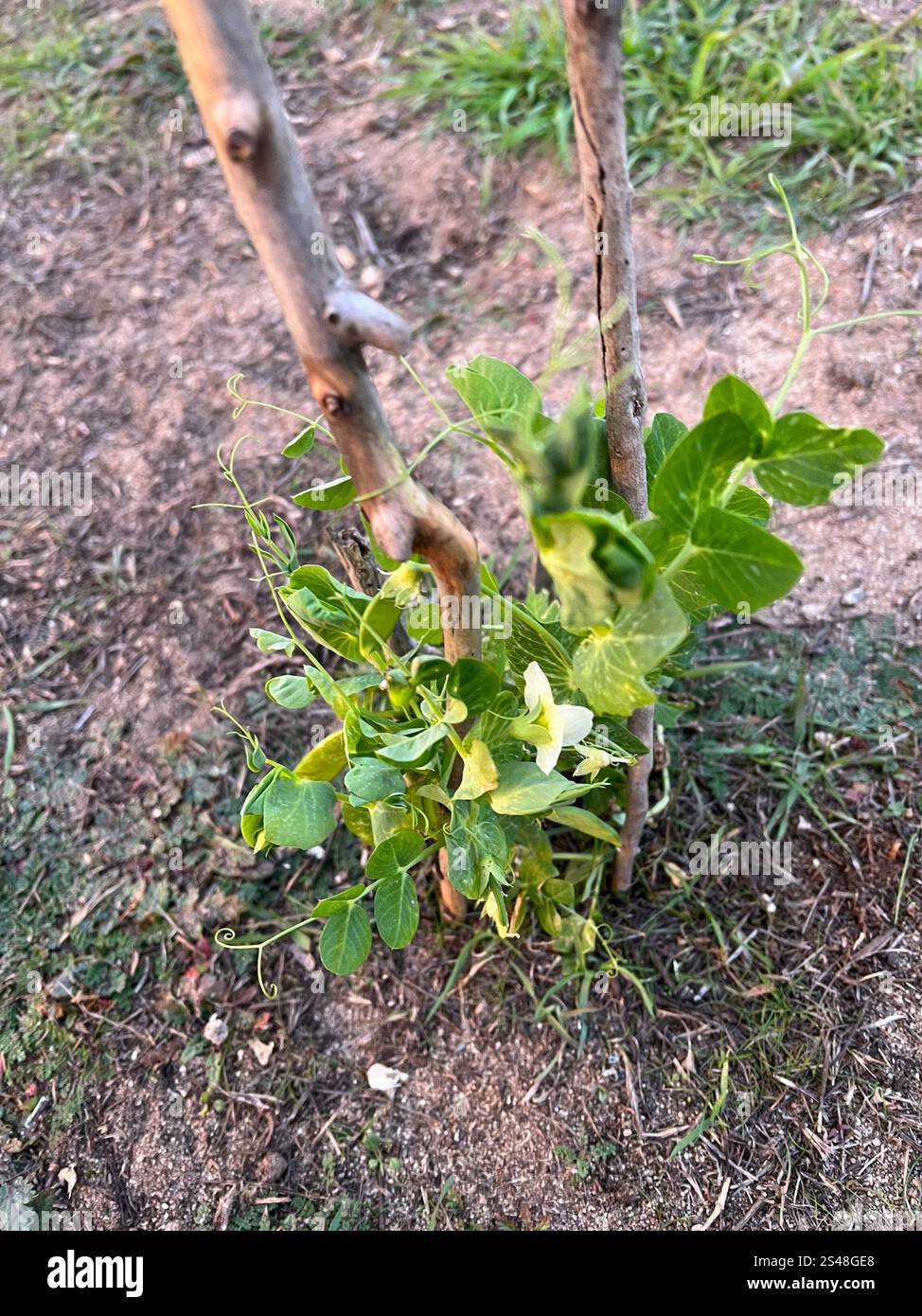 Common Pea (Pisum sativum Stock Photo - Alamy