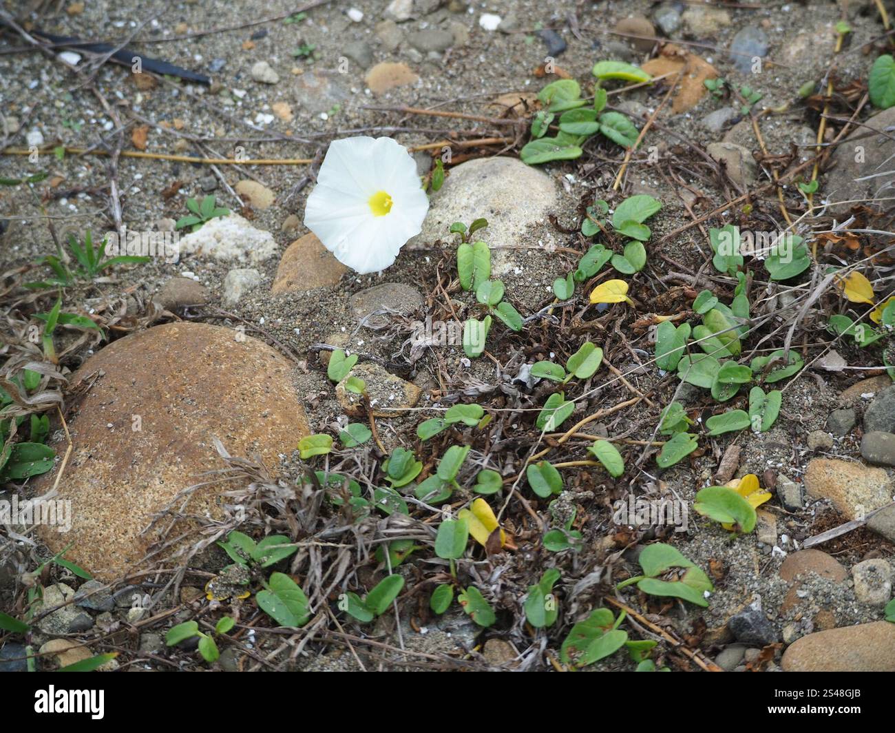 beach morning-glory (Ipomoea imperati Stock Photo - Alamy