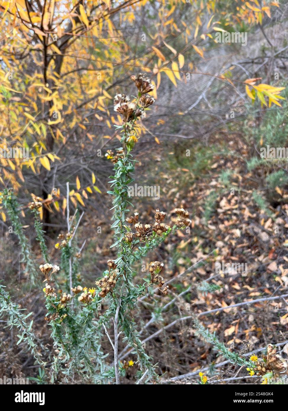 Coastal Goldenbush (Isocoma menziesii Stock Photo - Alamy