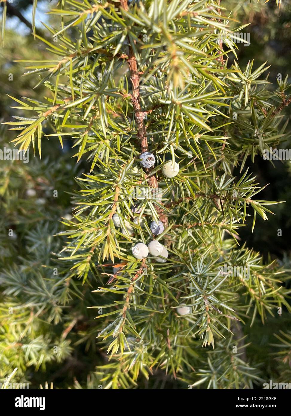 common juniper (Juniperus communis Stock Photo - Alamy