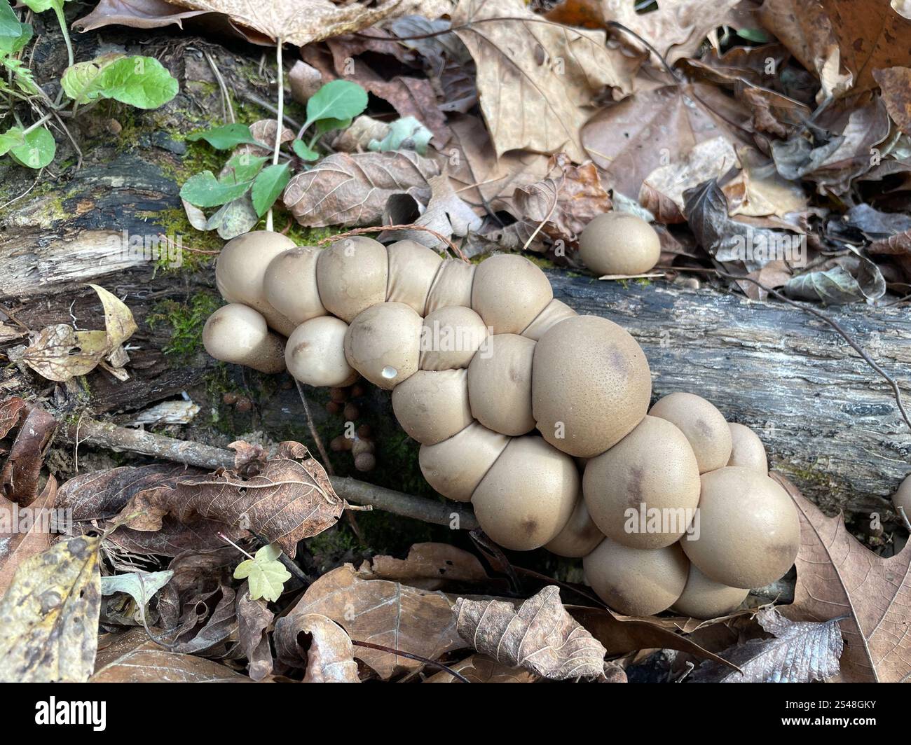 Pear-shaped Puffball (Apioperdon pyriforme Stock Photo - Alamy
