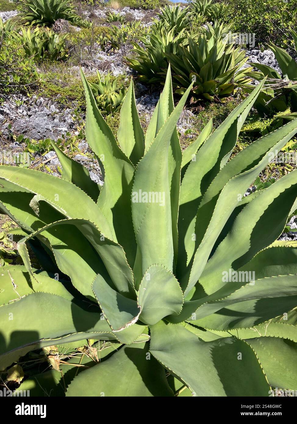 Cayman Agave (Agave caymanensis Stock Photo - Alamy