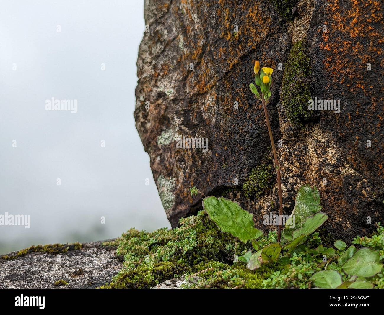Oriental false hawksbeard (Youngia japonica Stock Photo - Alamy