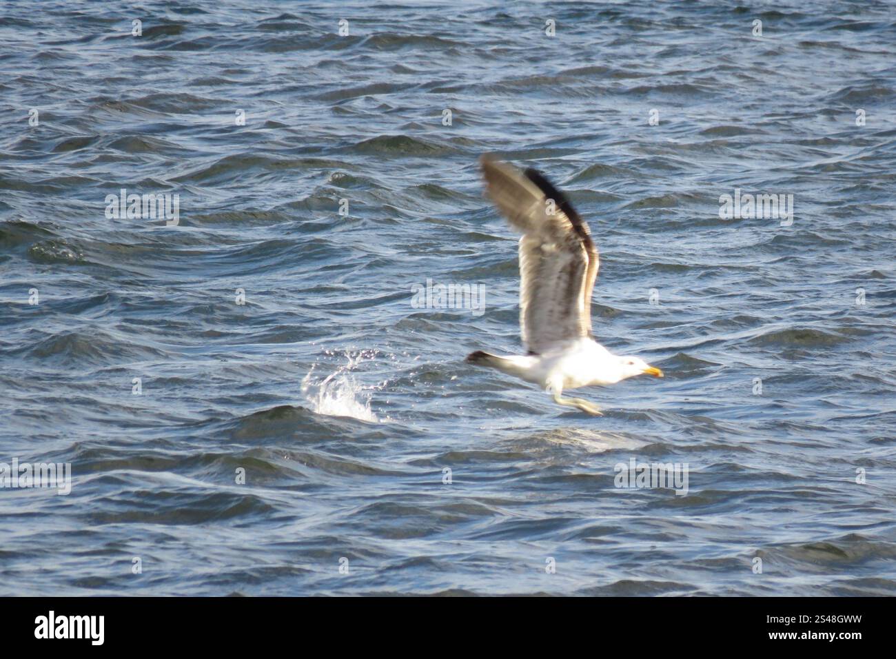Southern Black-backed Gull (Larus dominicanus dominicanus Stock Photo ...