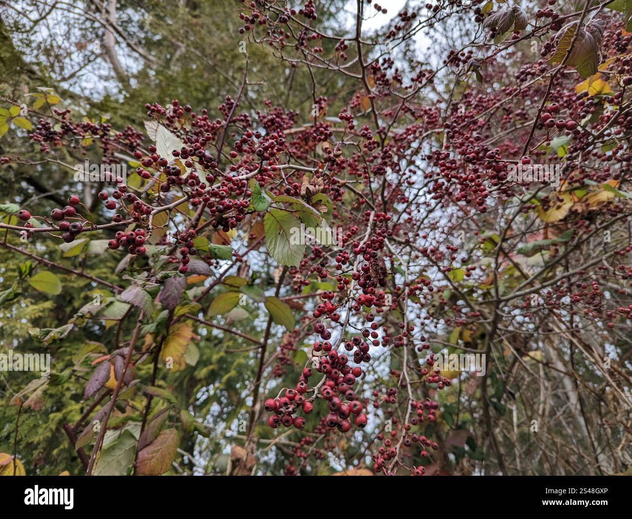 multiflora rose (Rosa multiflora Stock Photo - Alamy