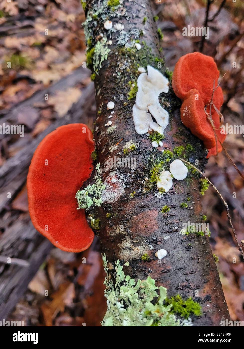 Northern Cinnabar Polypore (Trametes cinnabarina Stock Photo - Alamy