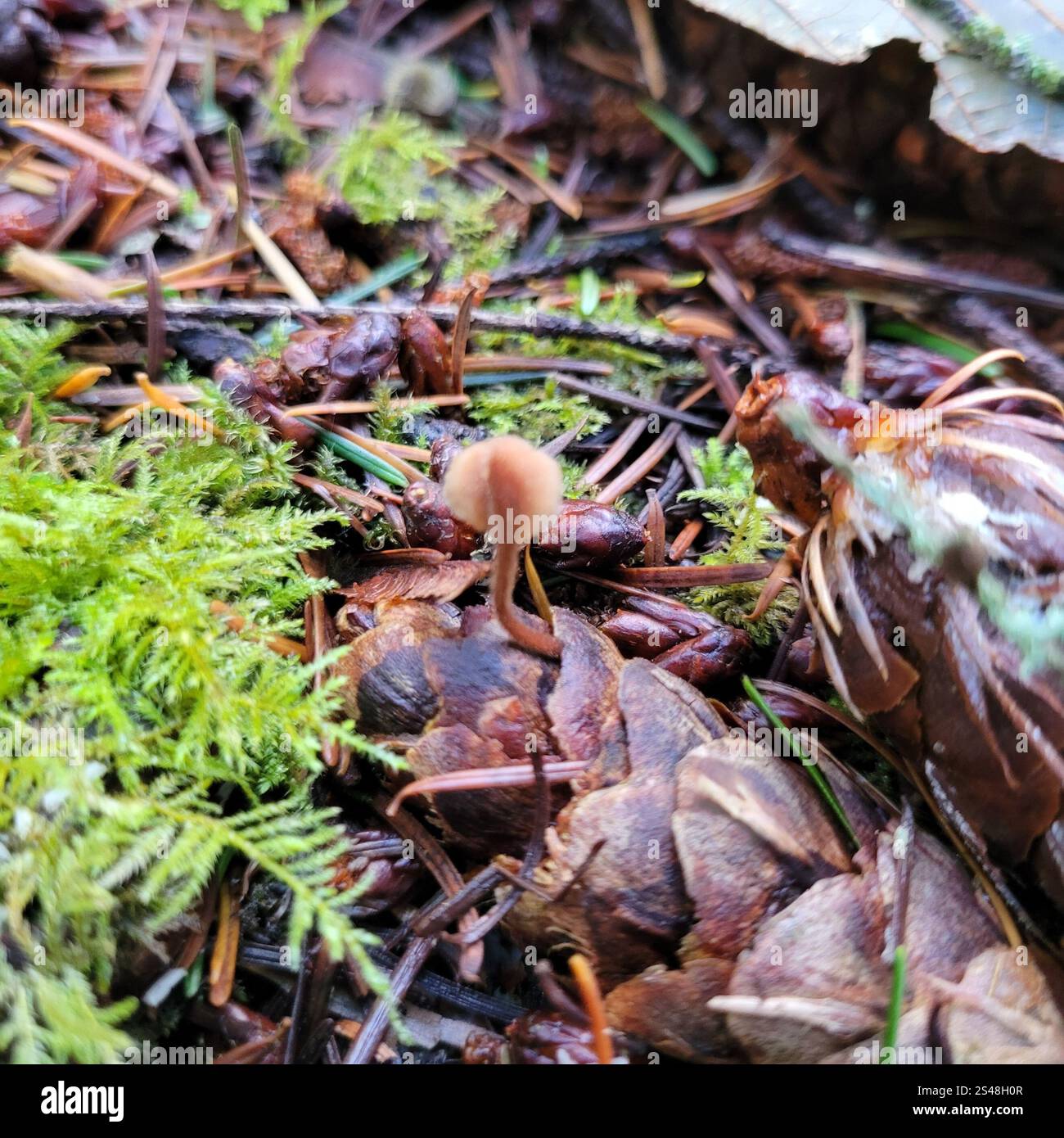 Fiber Caps (Inocybe Stock Photo - Alamy