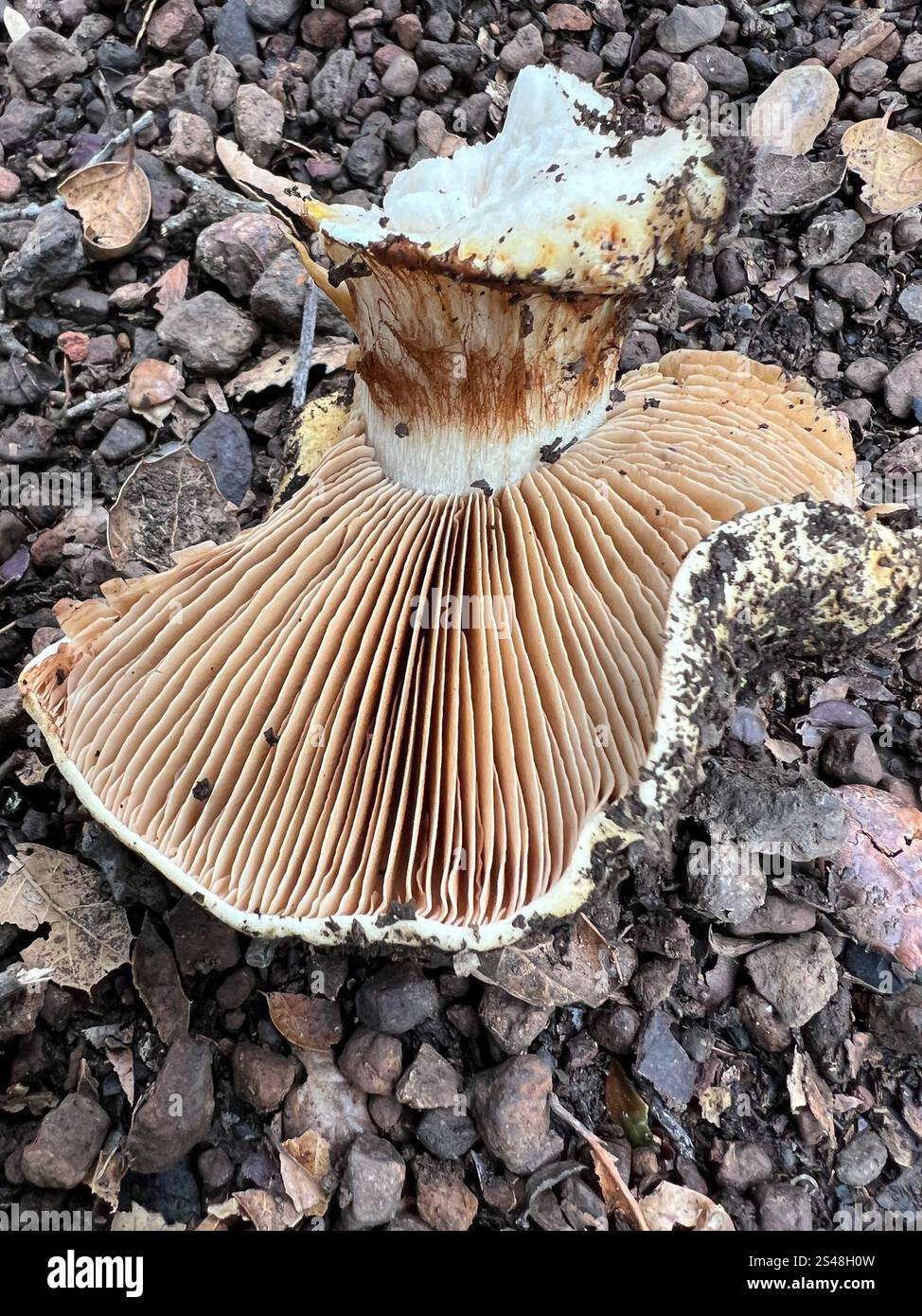Chalkland Webcaps (Calonarius Stock Photo - Alamy