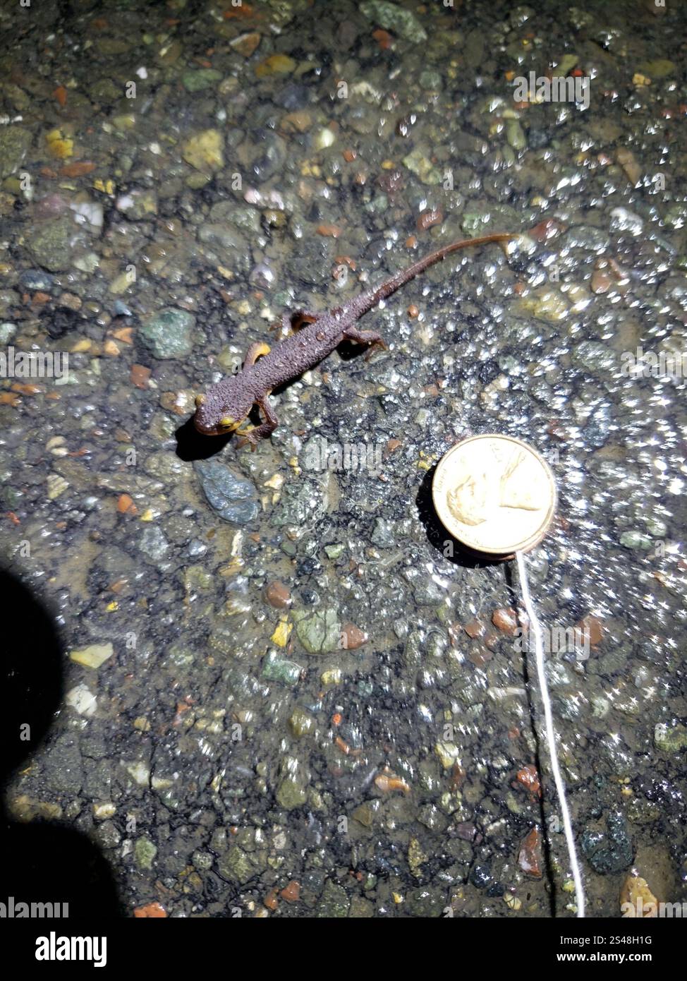 California Newt (Taricha torosa Stock Photo - Alamy