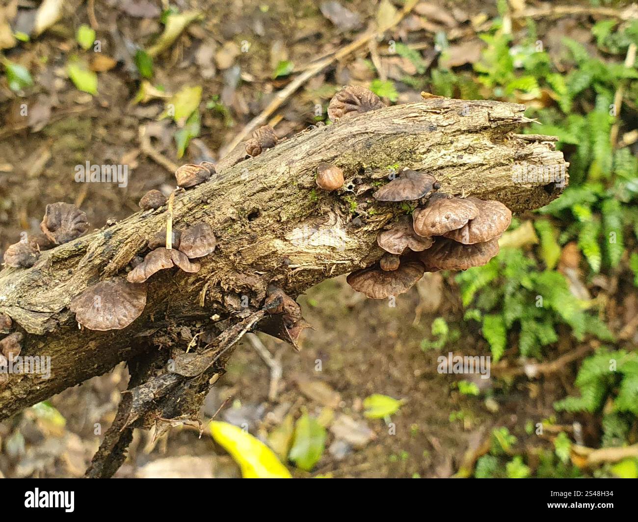 Orange Fan (Anthracophyllum archeri Stock Photo - Alamy