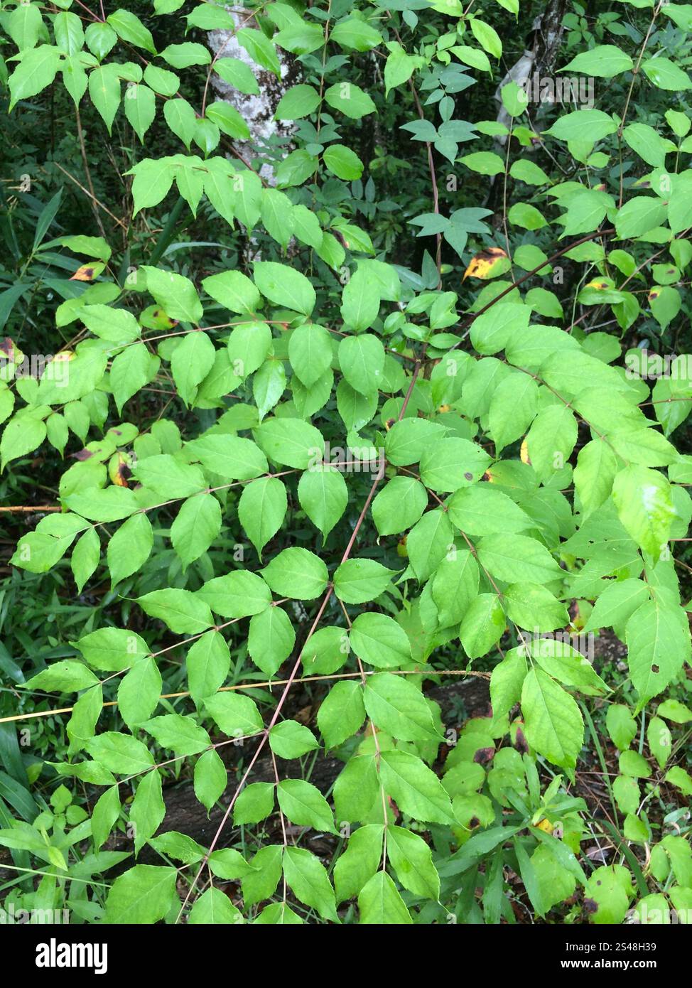 devil's walkingstick (Aralia spinosa Stock Photo - Alamy