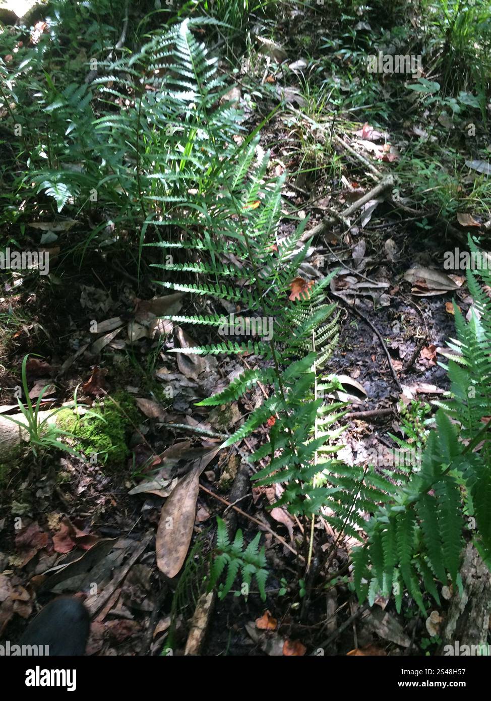southern wood fern (Dryopteris ludoviciana Stock Photo - Alamy