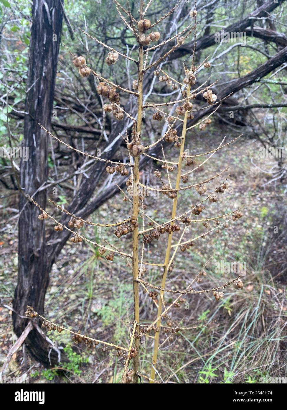 Devil's Shoestring (Nolina lindheimeriana Stock Photo - Alamy