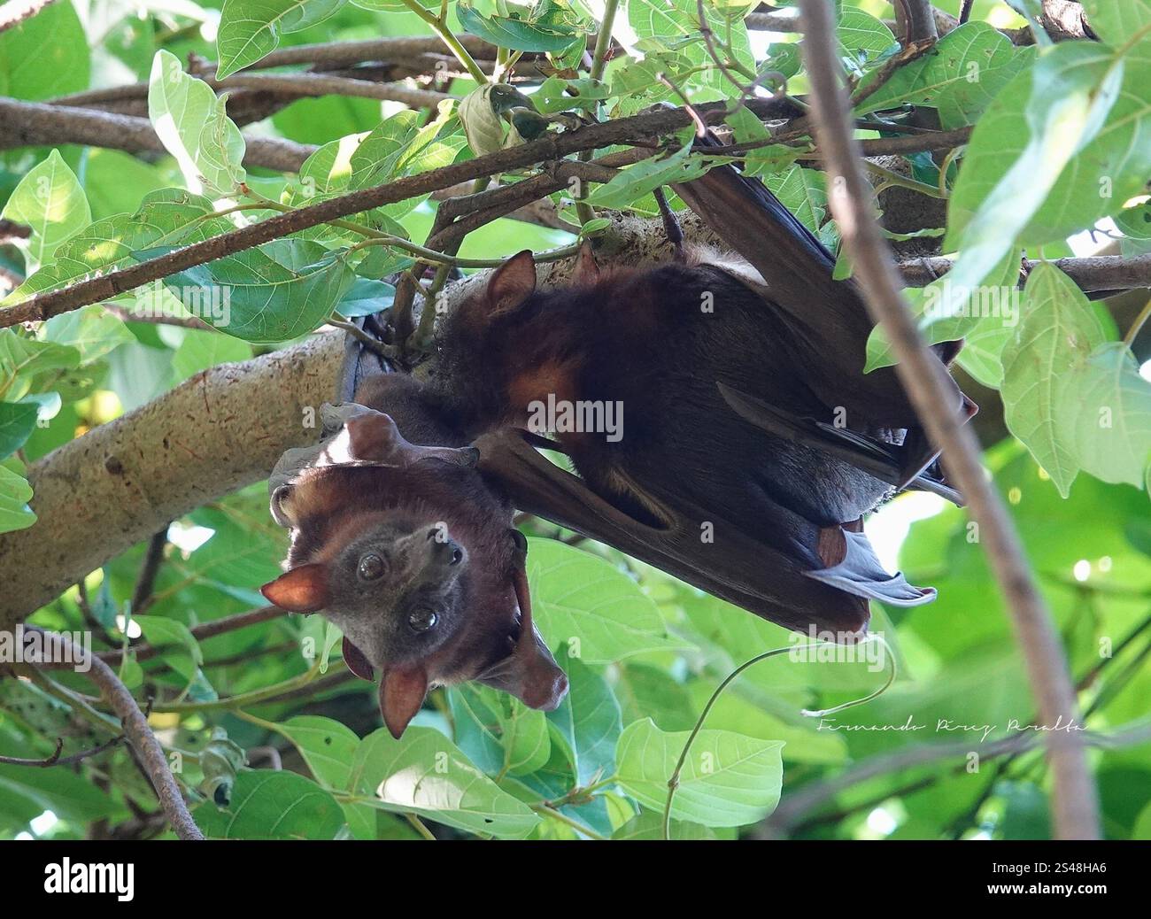 Little Red Flying-fox (Pteropus scapulatus Stock Photo - Alamy