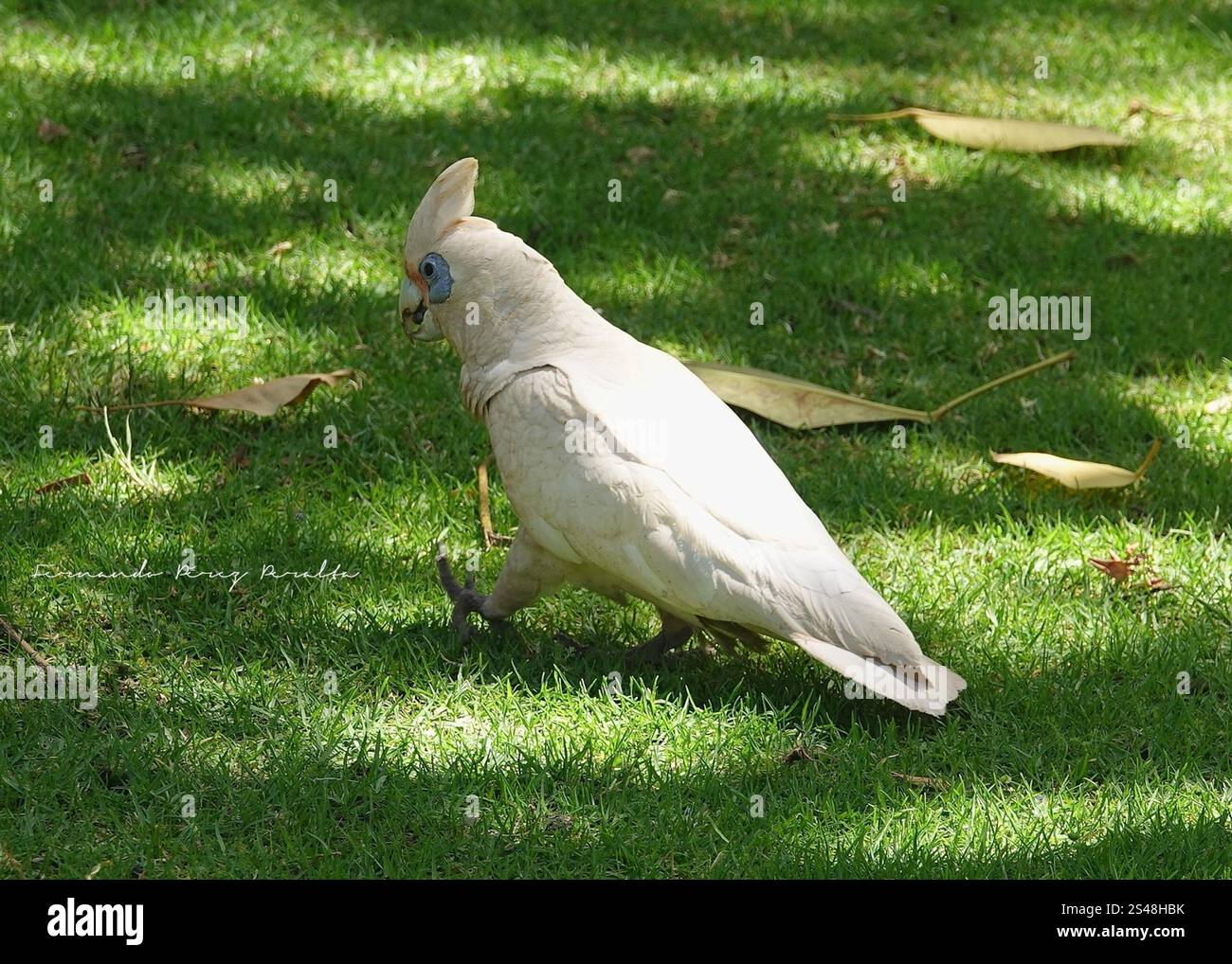 Little Corella (Cacatua sanguinea Stock Photo - Alamy