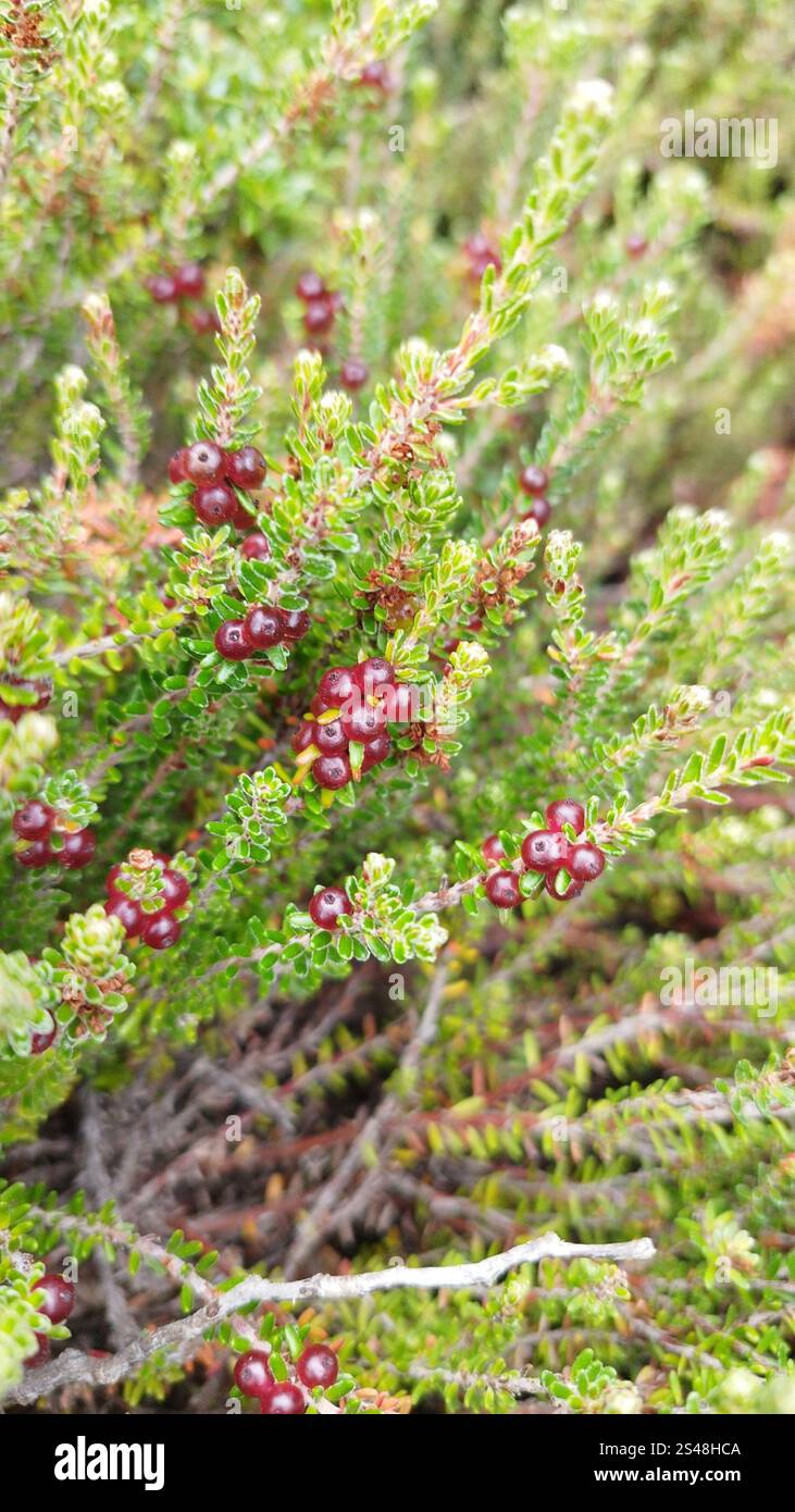 Diddle-dee (Empetrum rubrum Stock Photo - Alamy