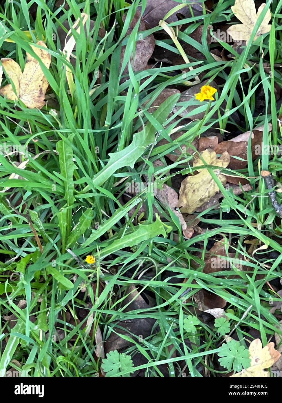 Common Cat's-ear (Hypochaeris radicata Stock Photo - Alamy