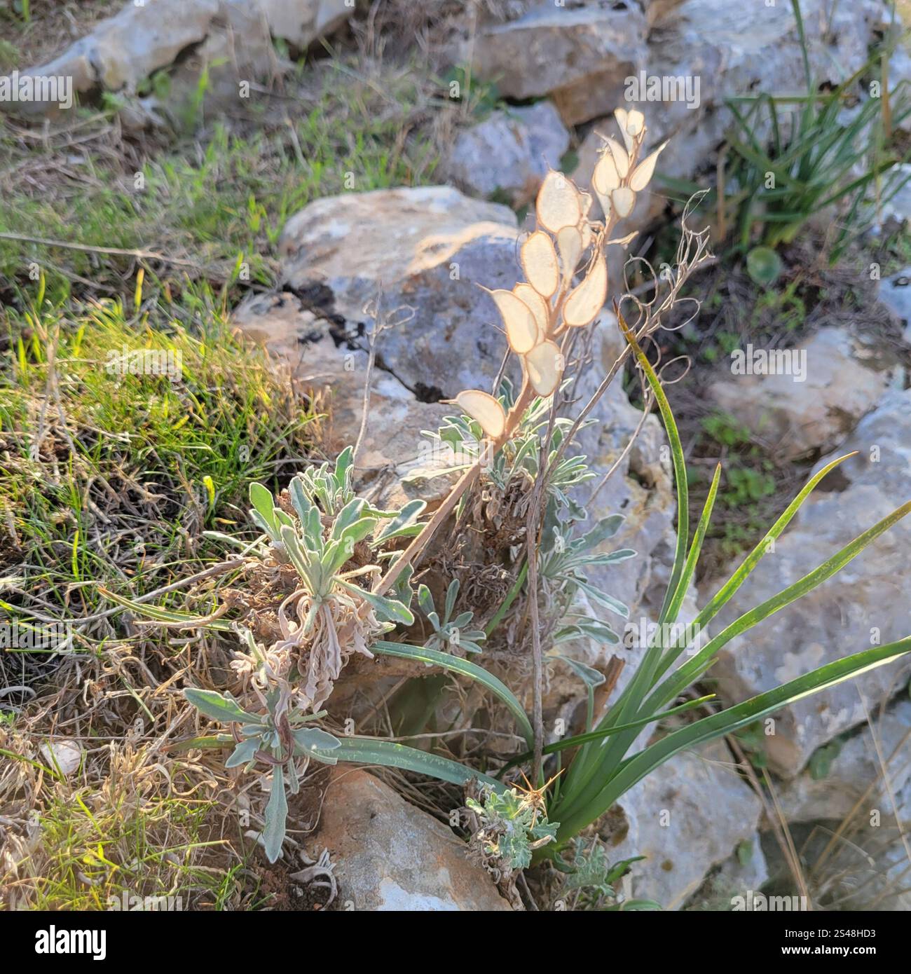 Roman Shields (Fibigia clypeata Stock Photo - Alamy
